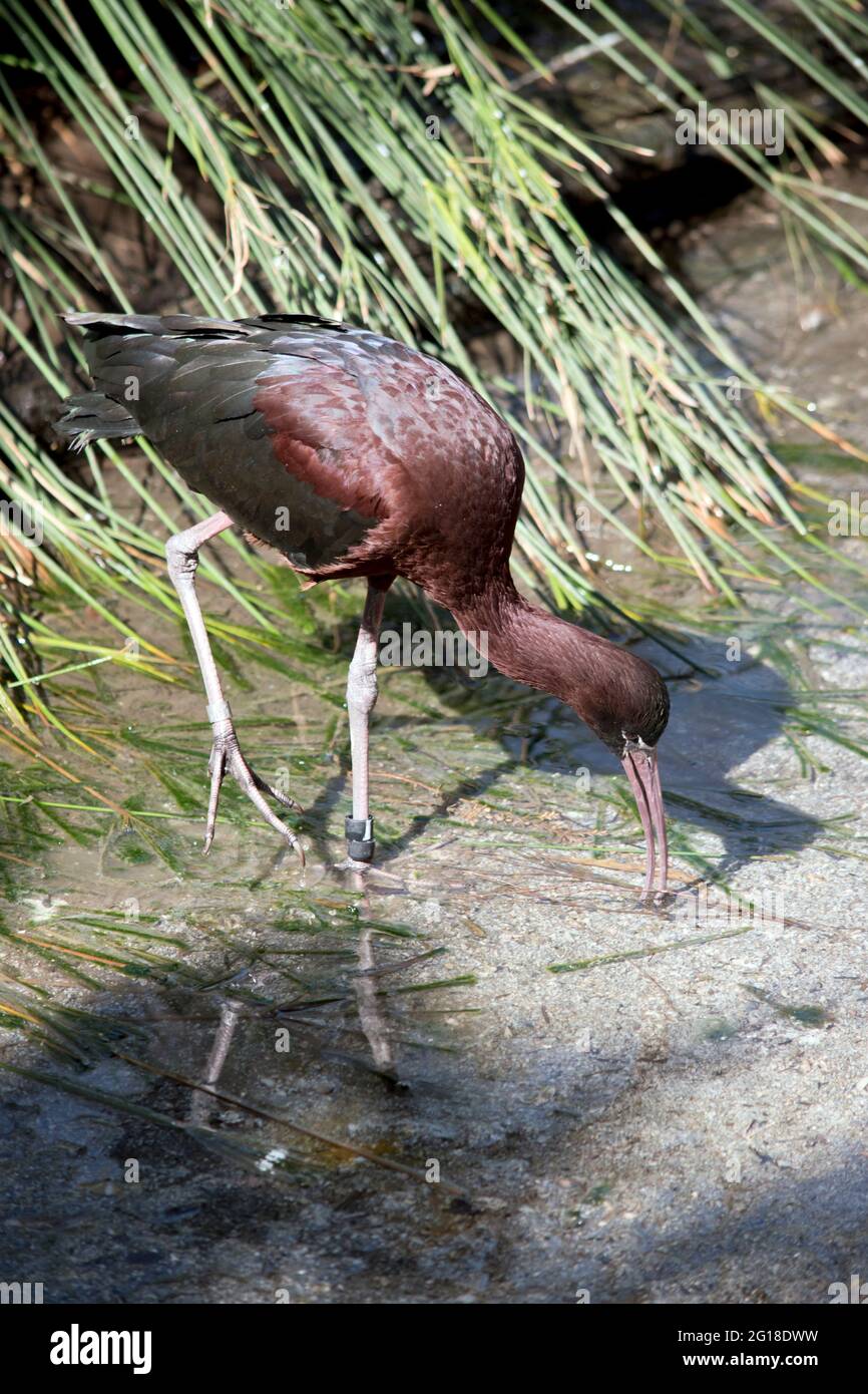 the glossy ibis is a pretty water bird with a maroon red coloring Stock ...