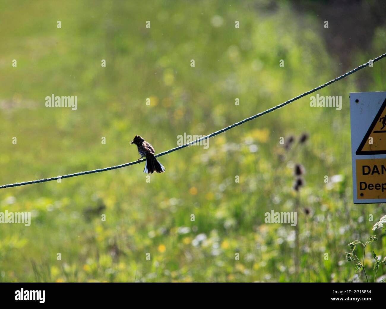 small bird on wire/cable/rope Stock Photo - Alamy