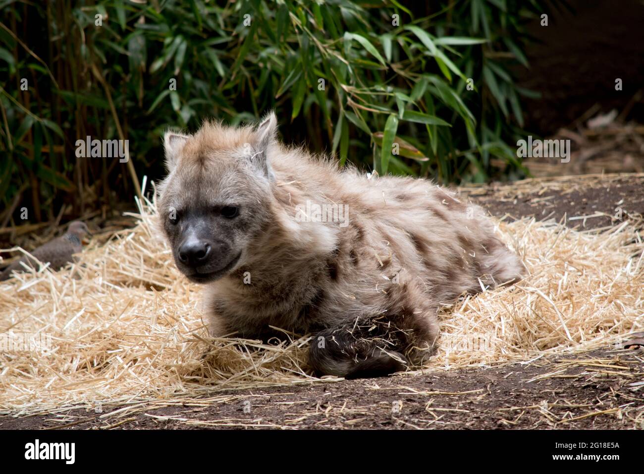 the spotted hyena is tan with brown spots Stock Photo - Alamy