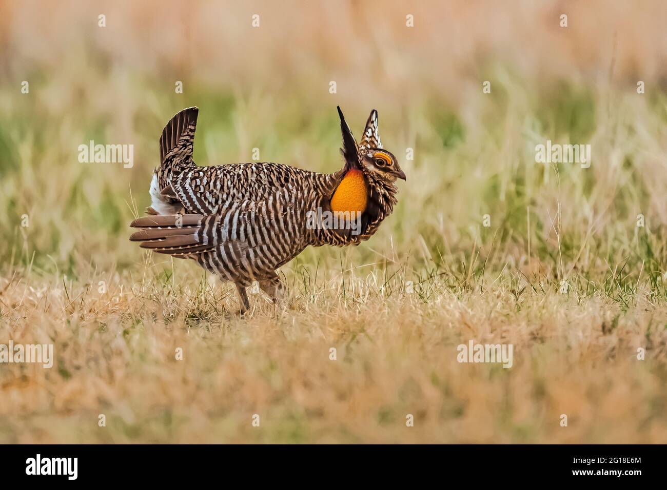Greater Prairie Chicken, Tympanuchus cupido, male dancing on lek in ...