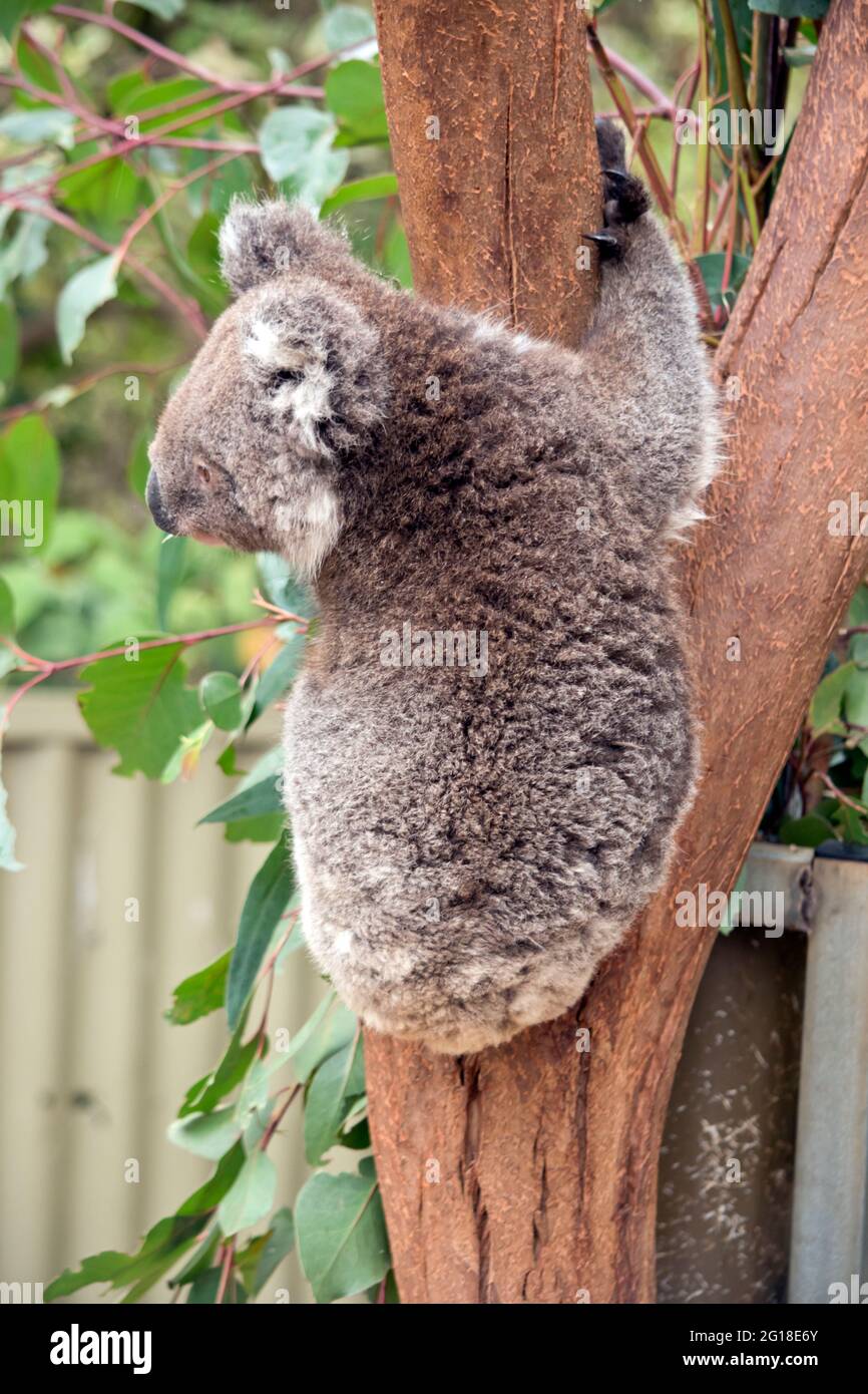 the young koala is climbing down the tree Stock Photo - Alamy