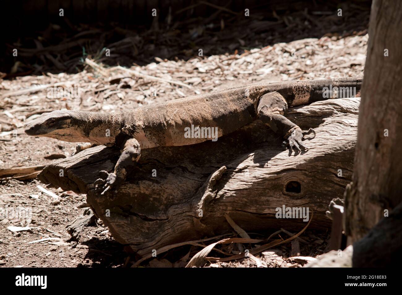Largest monitor lizard hi-res stock photography and images - Alamy