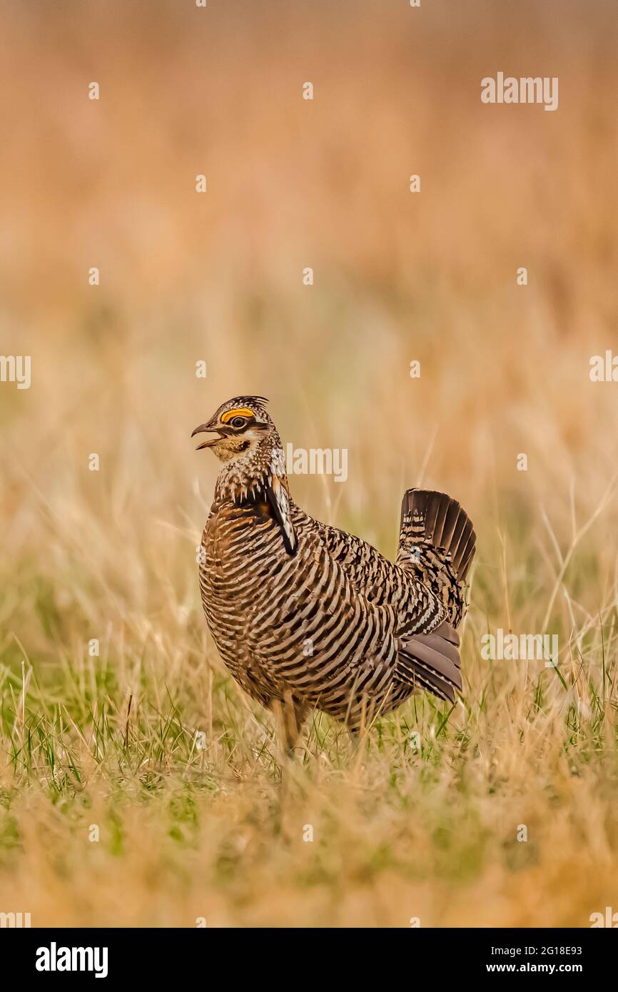 Greater Prairie Chicken, Tympanuchus cupido, male calling on lek in ...