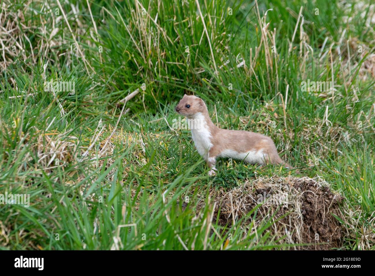 Stoat uk hi-res stock photography and images - Alamy