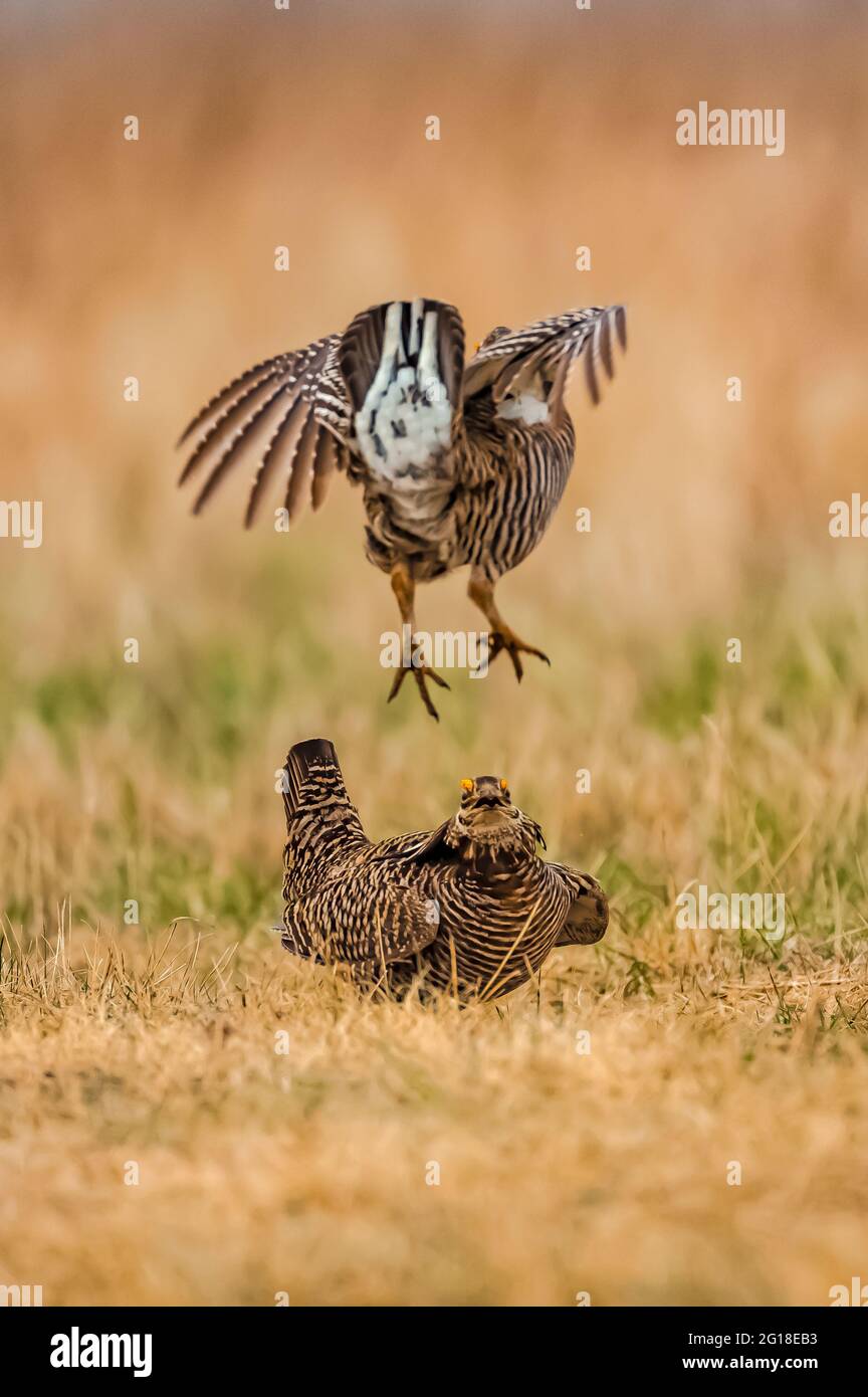 Greater Prairie Chicken, Tympanuchus cupido, males fighting on lek in ...