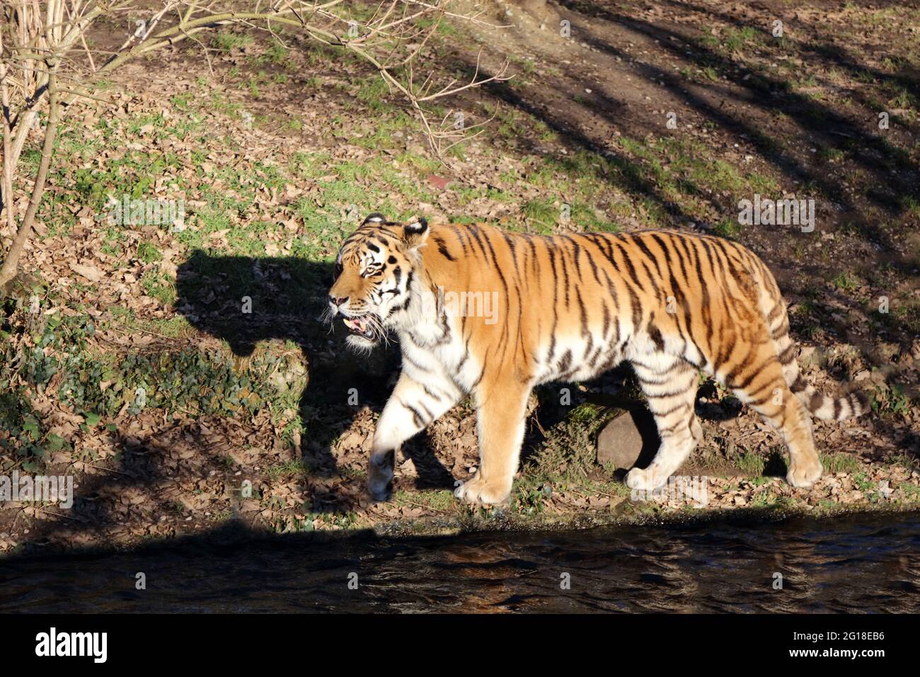 Sibirischer Tiger / Siberian tiger / Panthera tigris altaica Stock ...