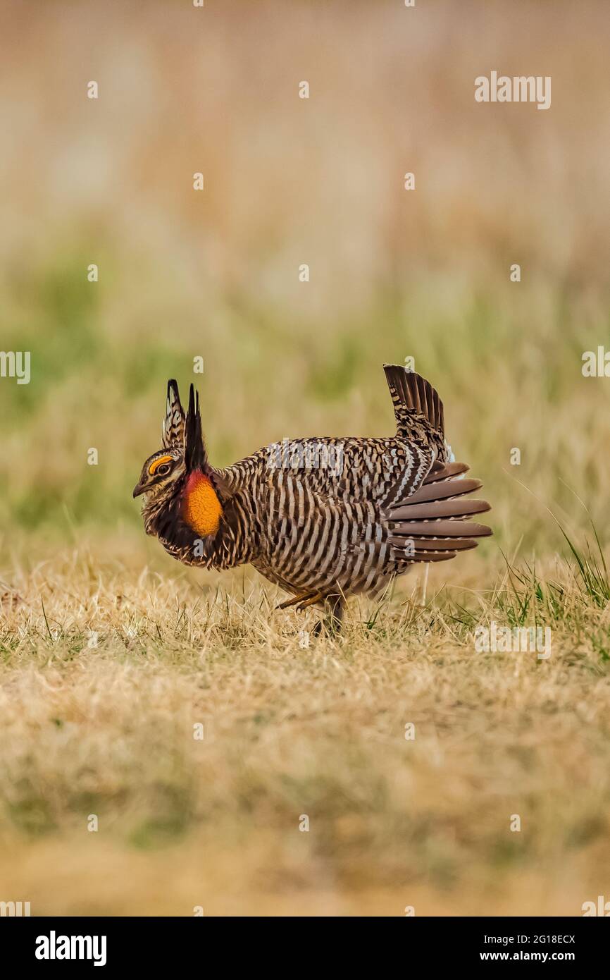 Greater Prairie Chicken, Tympanuchus cupido, male dancing on lek in ...