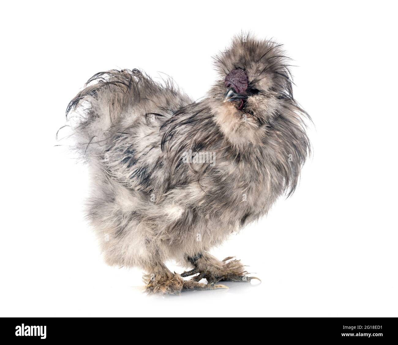 splash Silkie in front of white background Stock Photo - Alamy