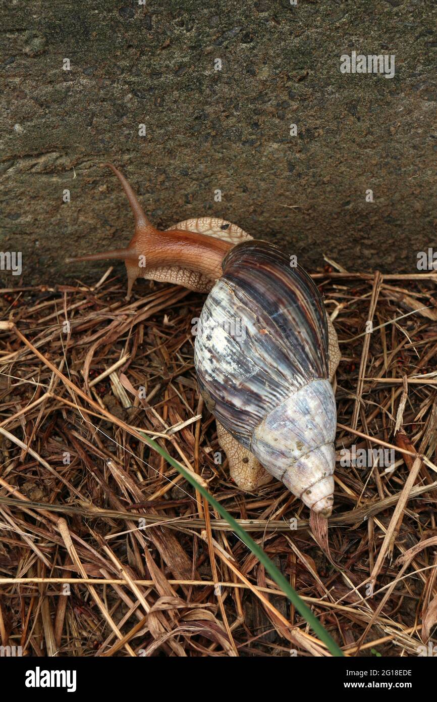 Lissachatina hi-res stock photography and images - Alamy