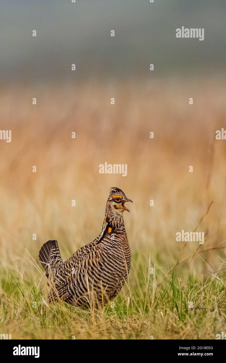 Greater Prairie Chicken, Tympanuchus cupido, male calling on lek in ...