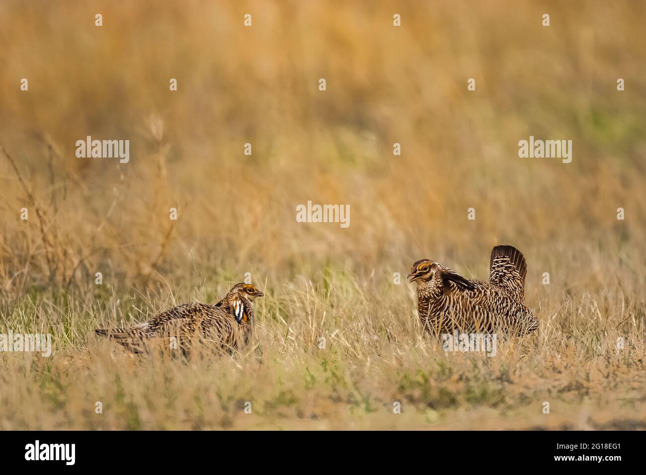 Chicken Fight High Resolution Stock Photography and Images - Alamy