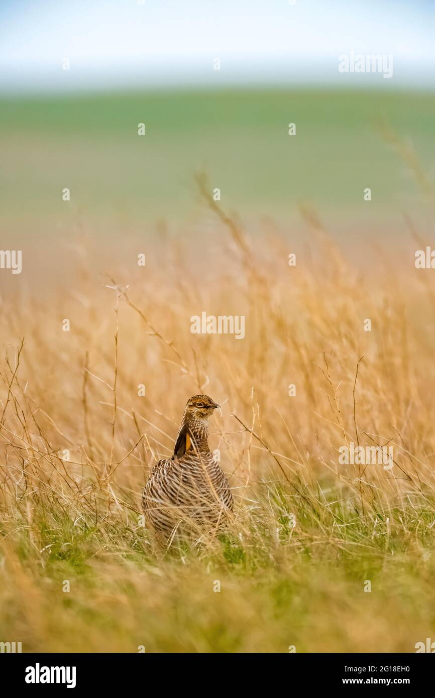 Male prairie chicken mating hi-res stock photography and images - Alamy