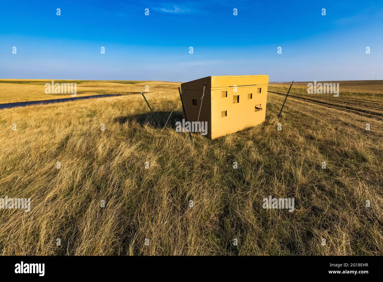 Blind for observing Greater Prairie Chickens, Tympanuchus cupido, on a ...