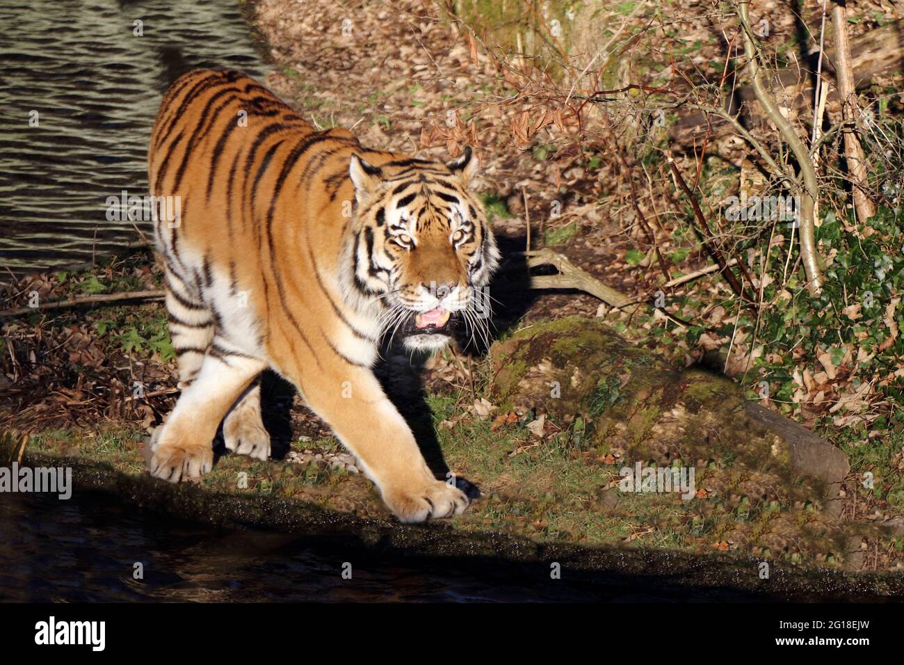 Sibirischer Tiger / Siberian tiger / Panthera tigris altaica Stock ...