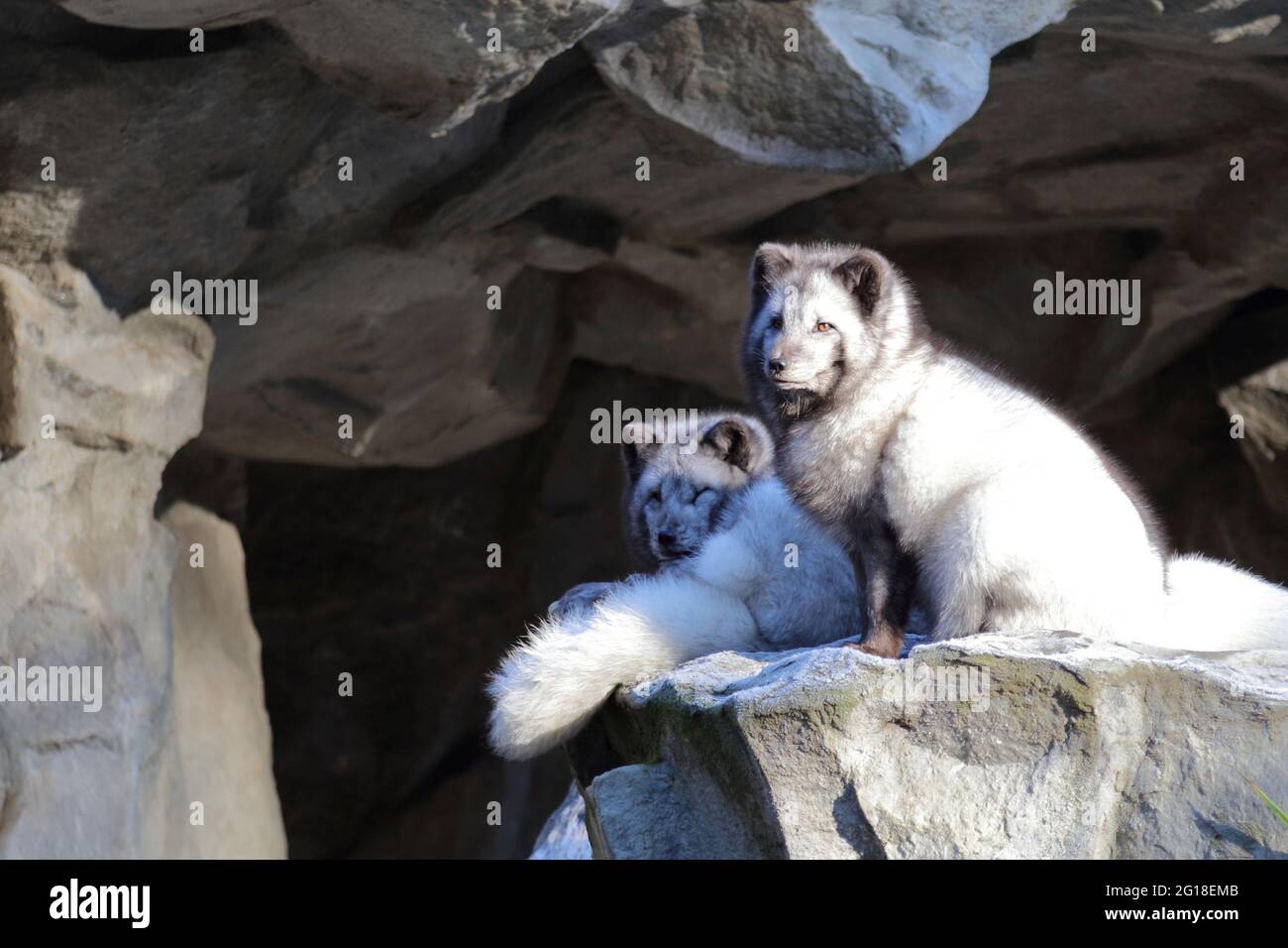 Polarfuchs / Arctic fox / Vulpes lagopus Stock Photo - Alamy