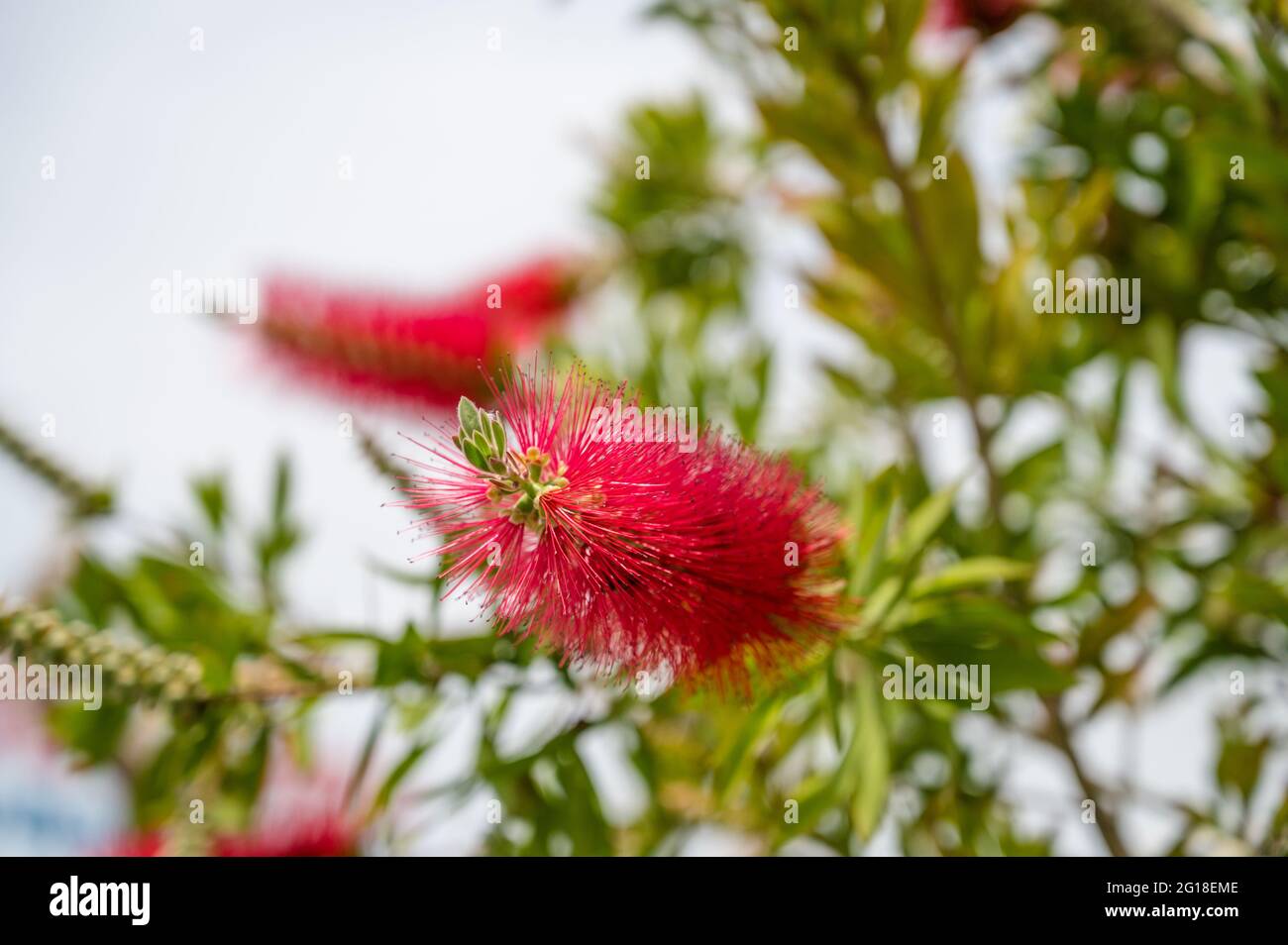 Blooming red melaleuca. Paperbarks, honey-myrtles or tea-trees. Close ...