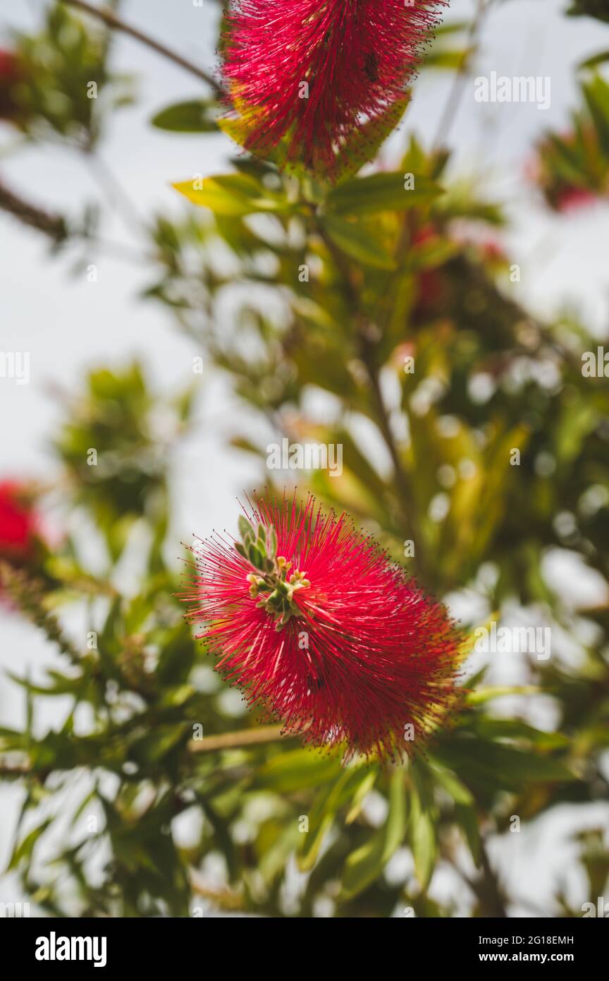 Blooming red melaleuca. Paperbarks, honey-myrtles or tea-trees. Close ...