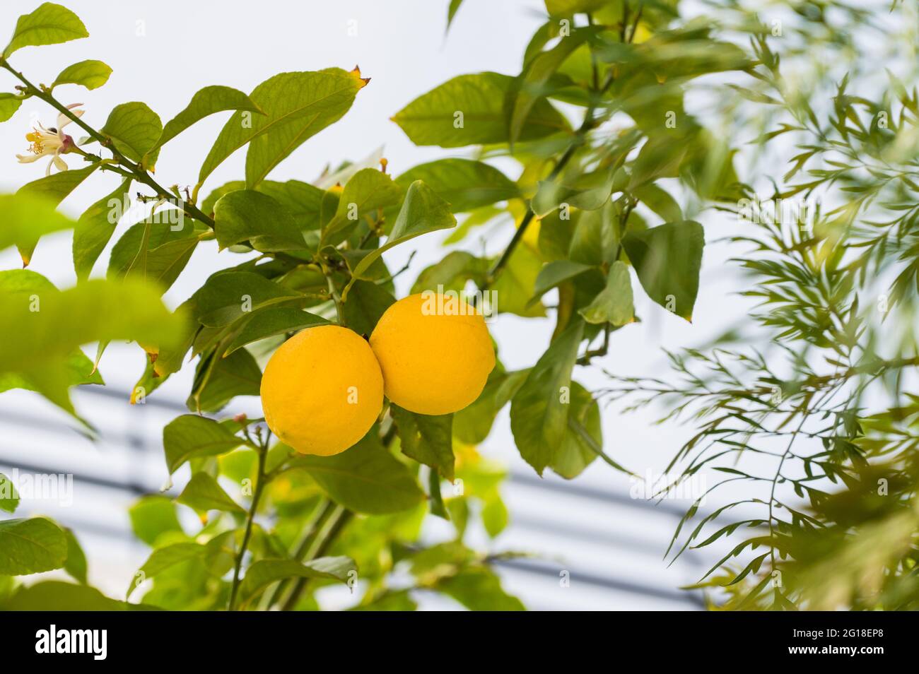 Two lemons on branch hi-res stock photography and images - Alamy