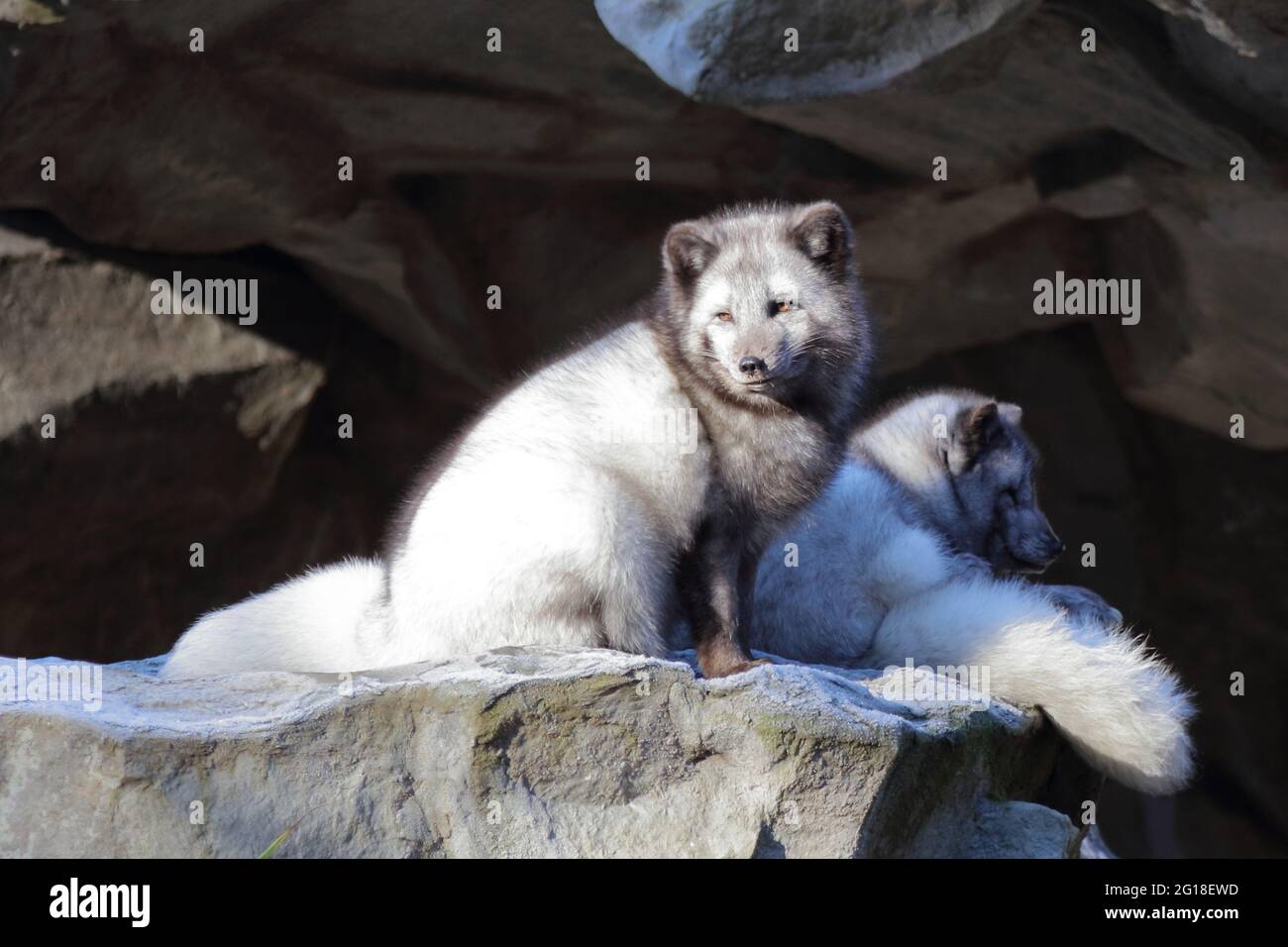 Polarfuchs / Arctic fox / Vulpes lagopus Stock Photo - Alamy