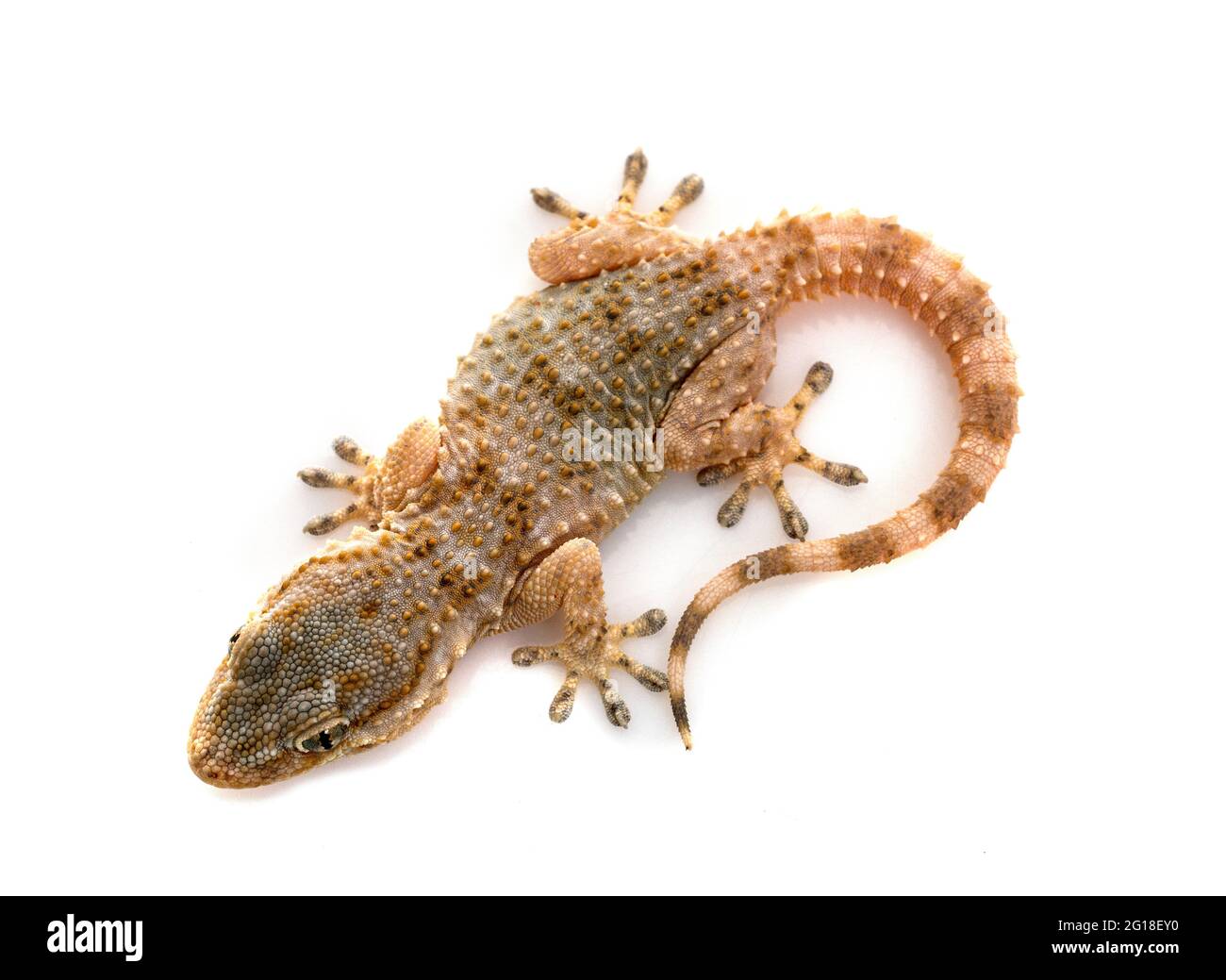 young Gecko in front of white background Stock Photo - Alamy