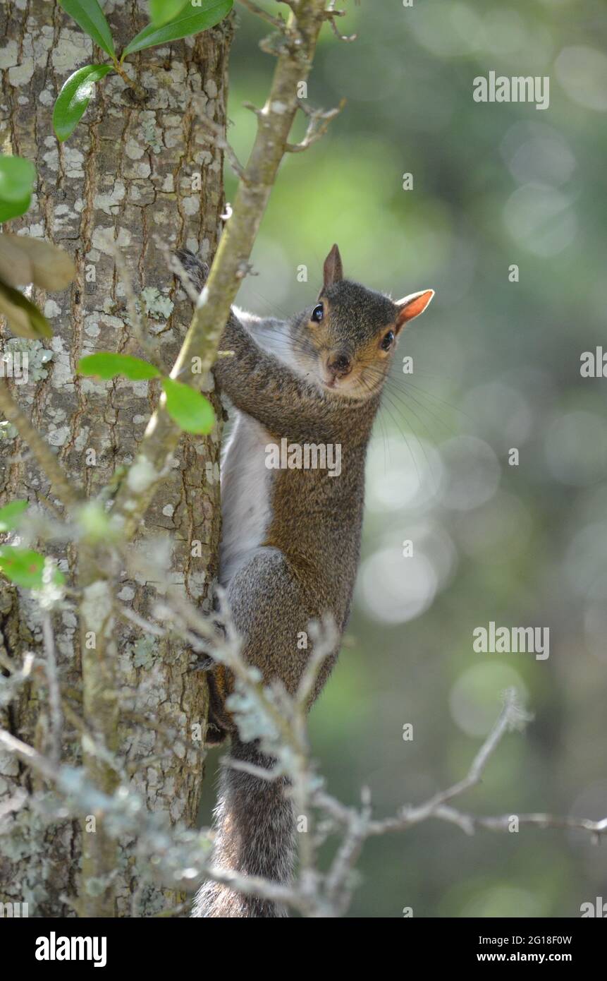 An eastern gray squirrel wearily clings to a tree Stock Photo - Alamy
