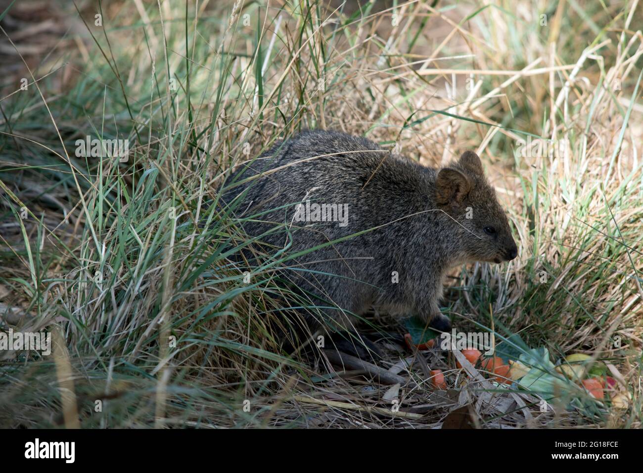 Quokka pouch hi-res stock photography and images - Alamy