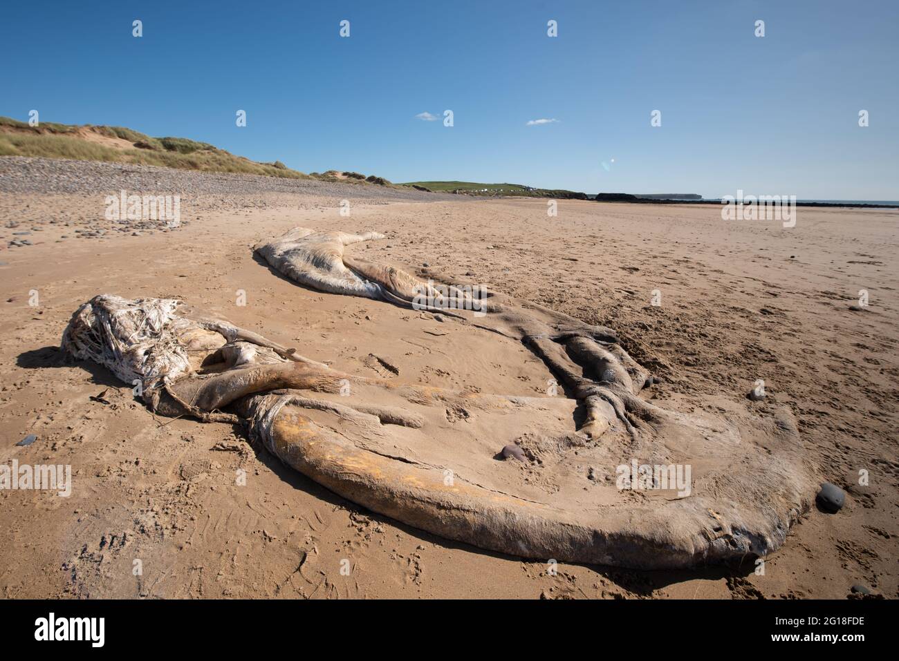Whale carcass hi-res stock photography and images - Alamy