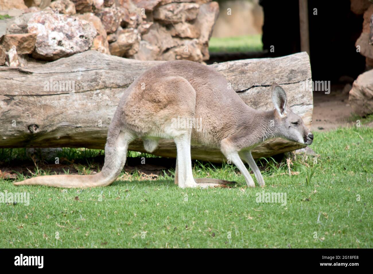 Kangaroo Hands High Resolution Stock Photography and Images - Alamy