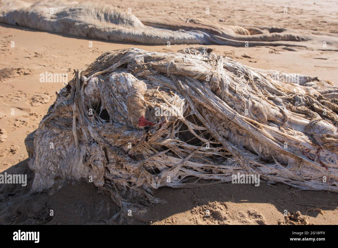 Whale carcass hi-res stock photography and images - Alamy