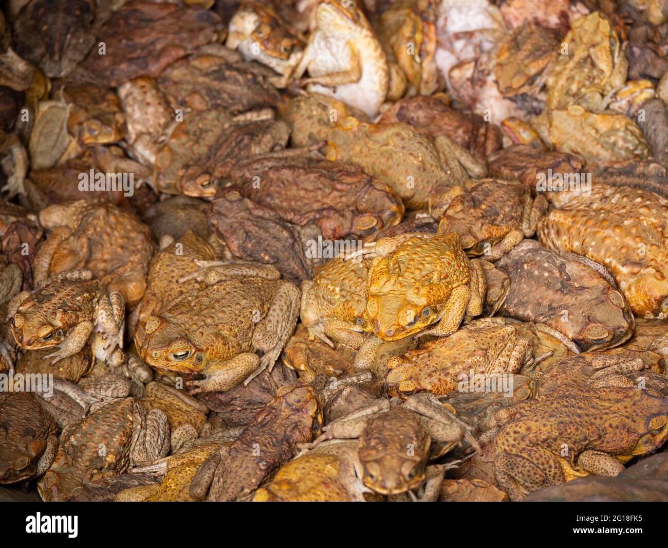 Cane toads hi-res stock photography and images - Alamy
