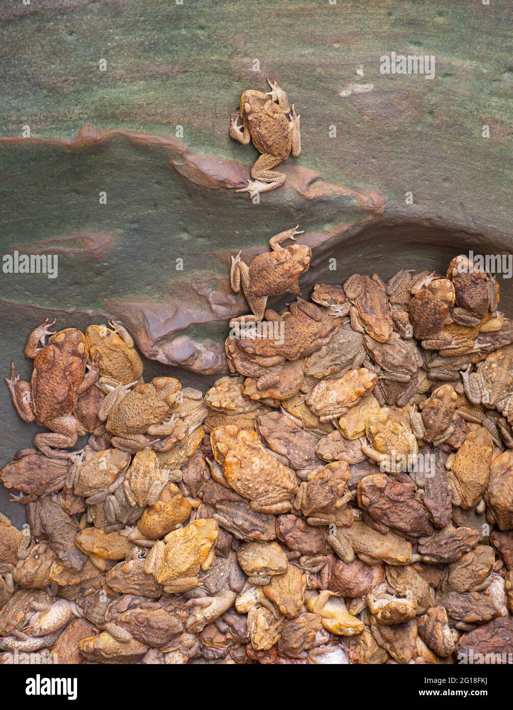 Cane toads hi-res stock photography and images - Alamy