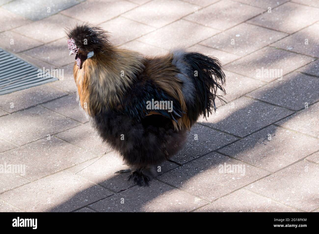 the rooster is colorful bird, the rooster has long feathers Stock Photo ...