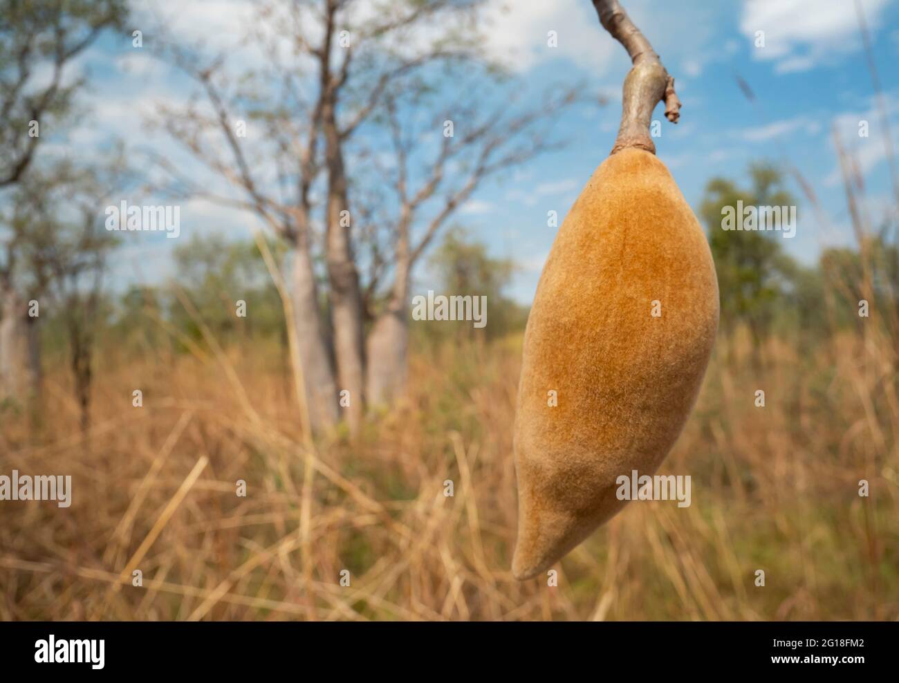 Boab tree, Adansonia gregorii, fruit in Kimberly region of Western ...