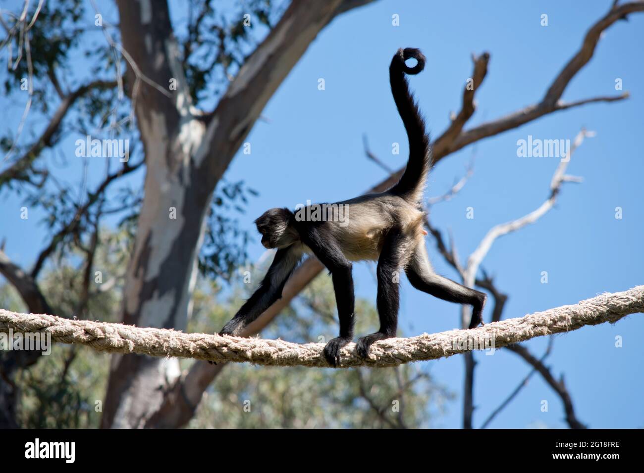 the spider monkey has black and tan fur. He has a long tail that he ...