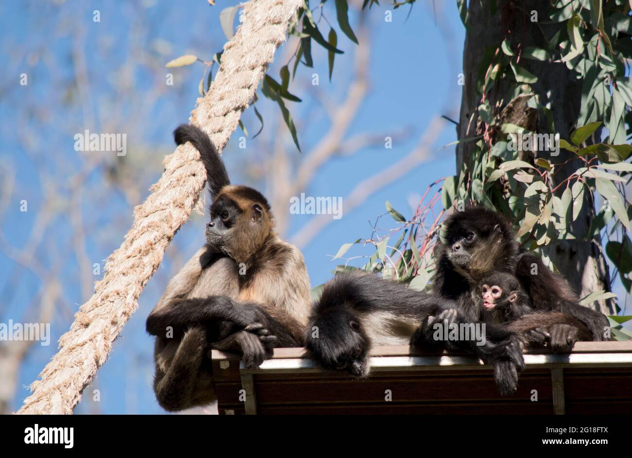 the mother spider monkey is cuddling her infant Stock Photo - Alamy