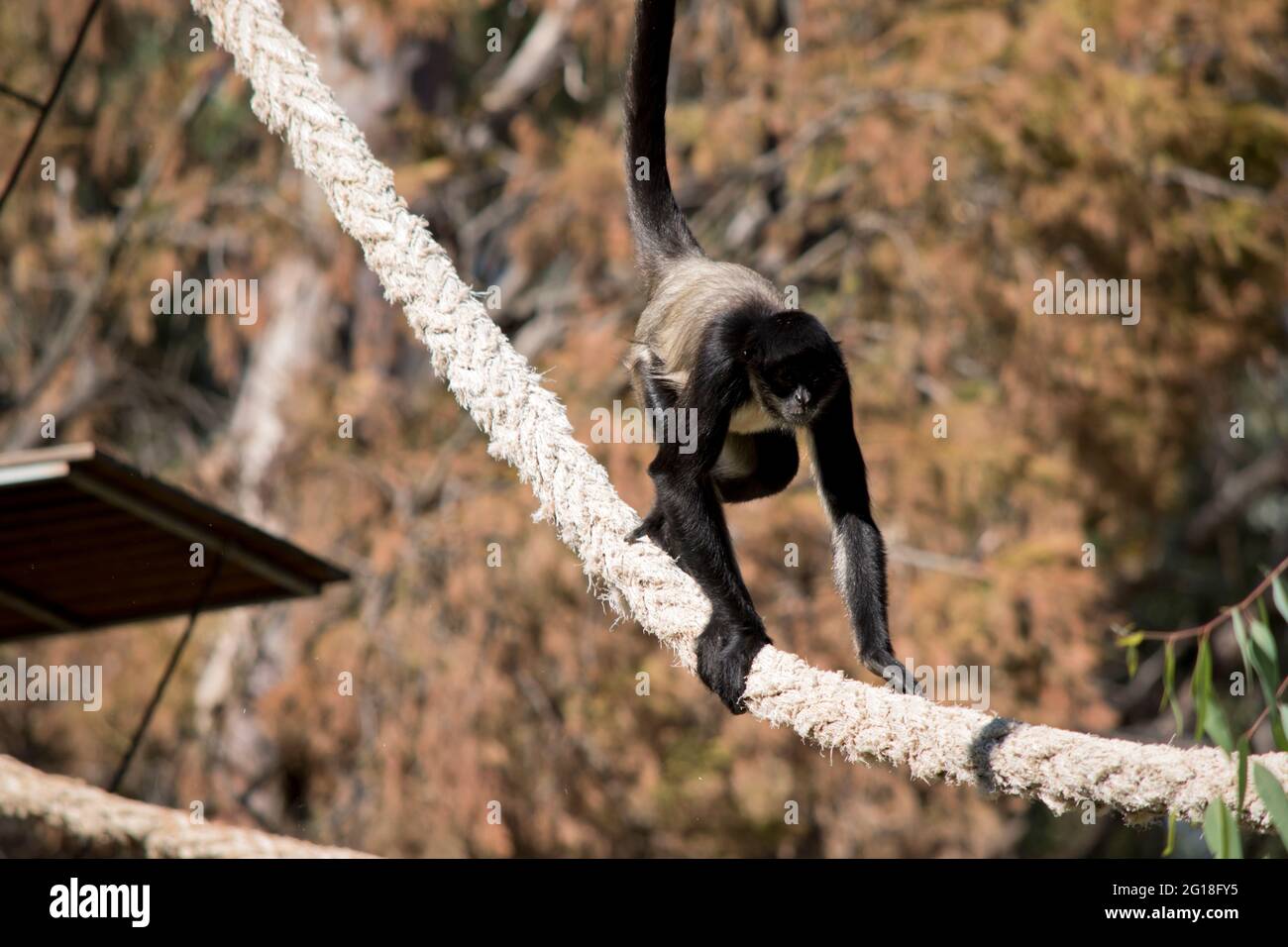 the spider monkey has a cream chest and is maily black and gray with a ...