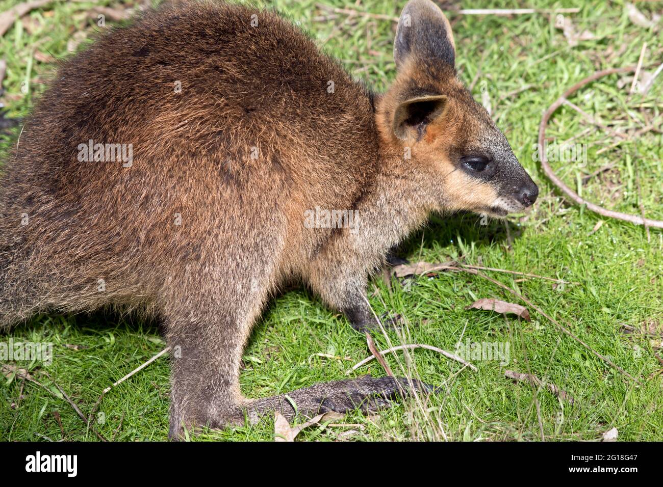 this is a side view of a swamp wallaby Stock Photo - Alamy