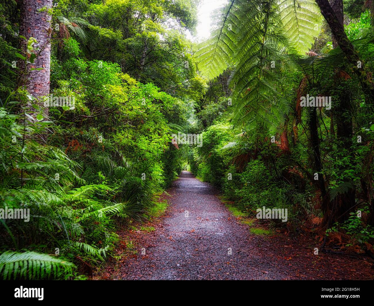 Mysterious green path in the jungle Stock Photo - Alamy