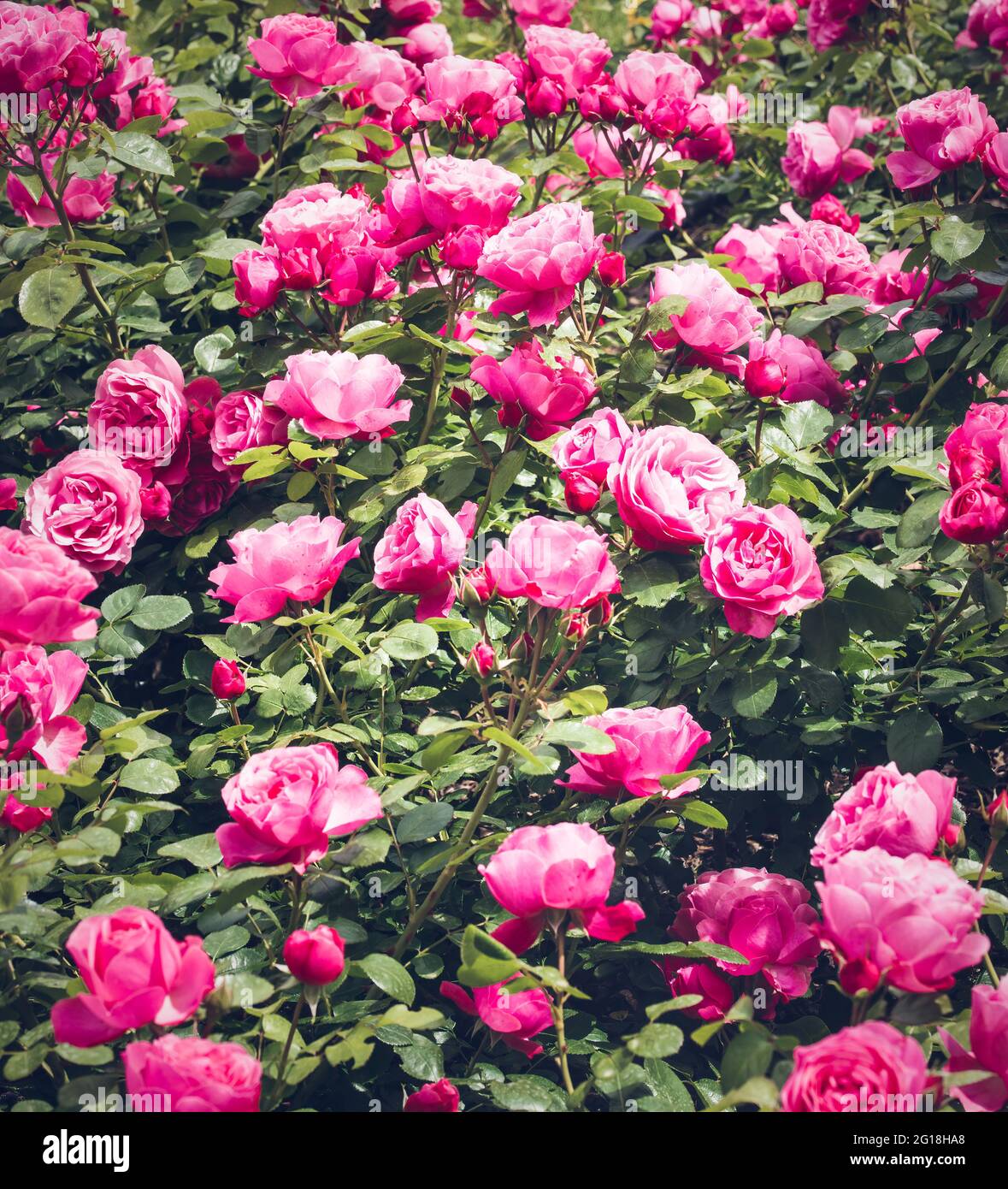Leonardo da Vinci rose bushes. Roses in bloom in May, pink roses Stock ...