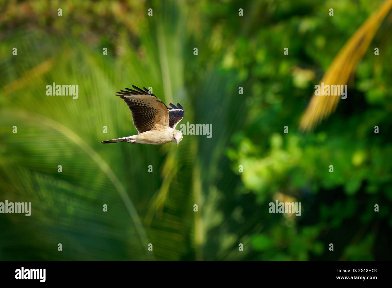Yellow-headed Caracara - Milvago chimachima is a bird of prey in the ...