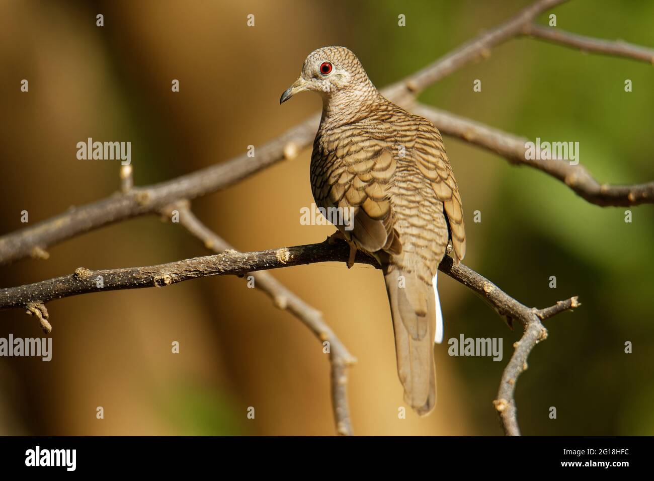Inca dove or Mexican dove - Columbina inca is a small New World dove ...