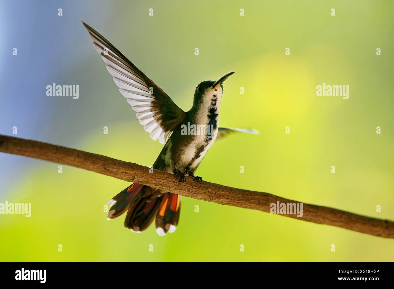 Green-breasted Mango - Anthracothorax prevostii hummingbird from ...