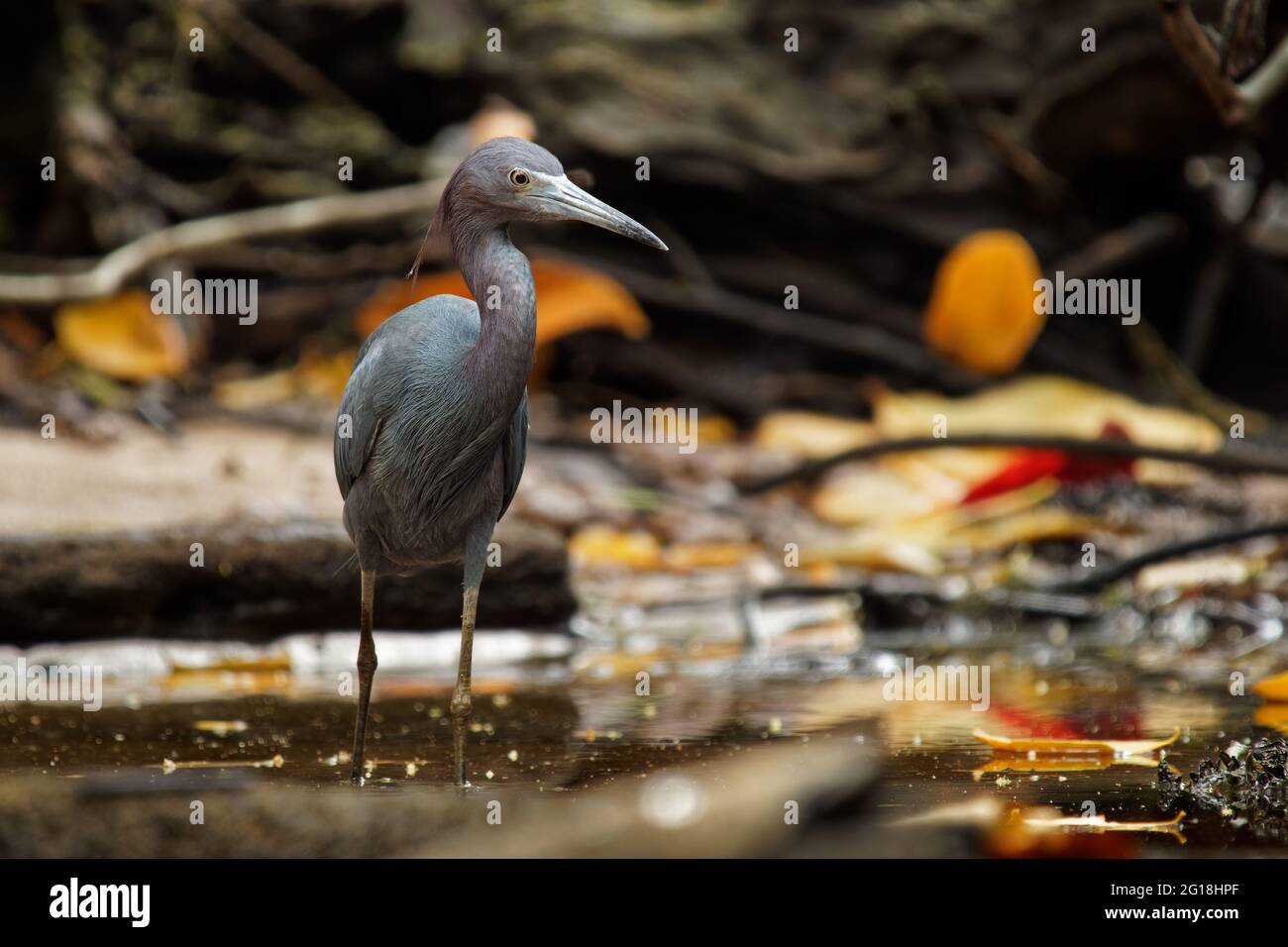 Little blue heron - Egretta caerulea small heron belonging to family ...