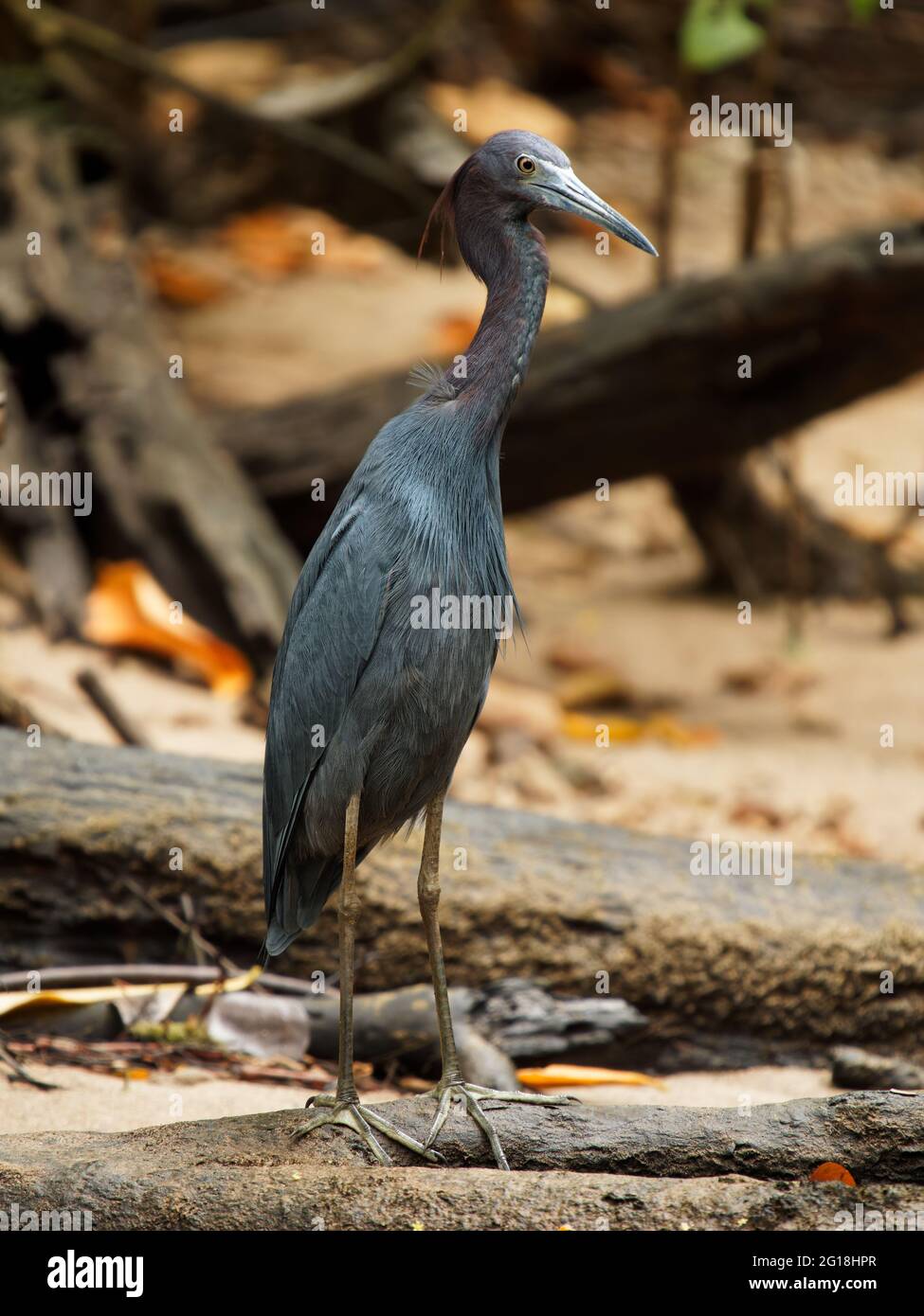 Little blue heron - Egretta caerulea small heron belonging to family ...