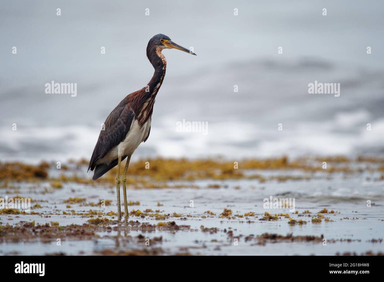 Louisiana Swamp Birds