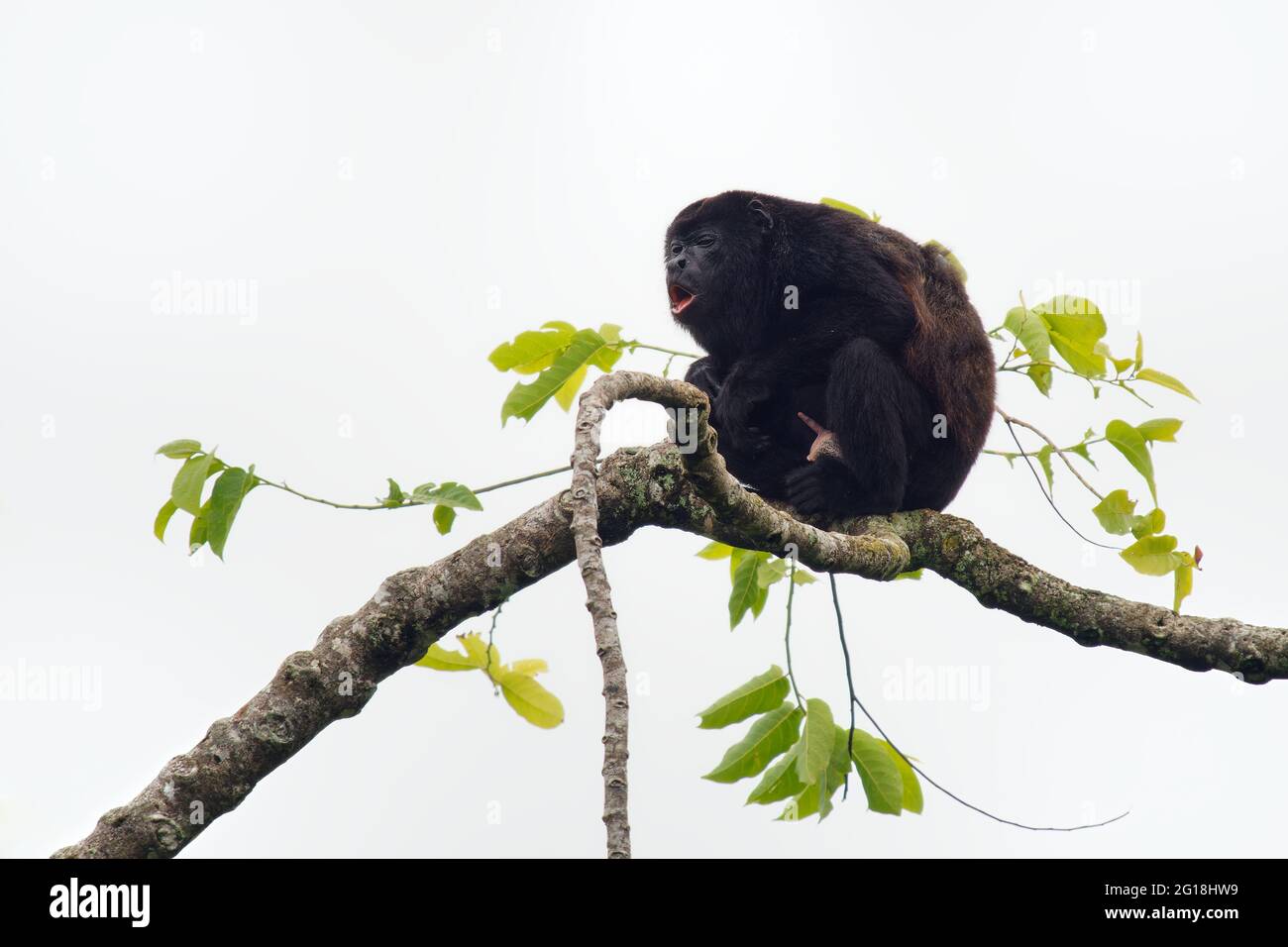 Monkey howler hi-res stock photography and images - Alamy
