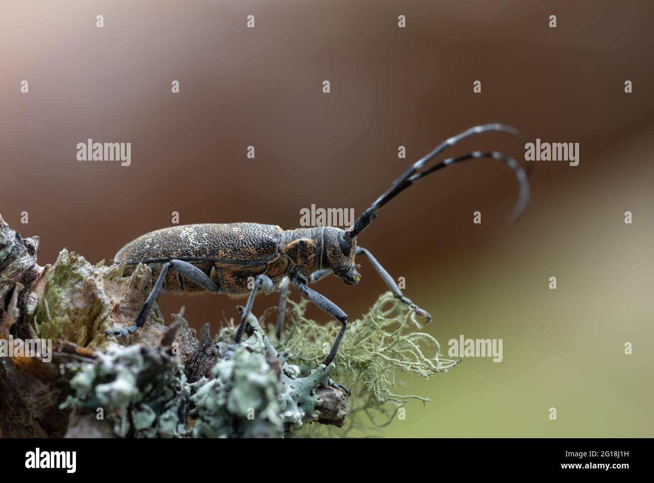 Monochamus hi-res stock photography and images - Alamy