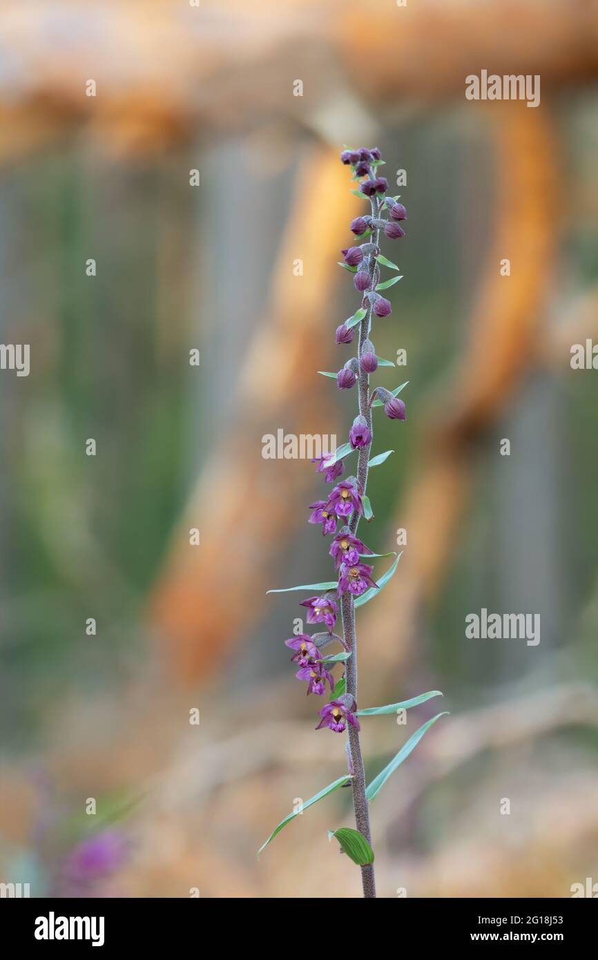 Red helleborine in flower hi-res stock photography and images - Alamy