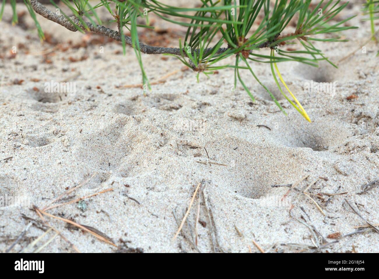 Pit trap hi-res stock photography and images - Alamy