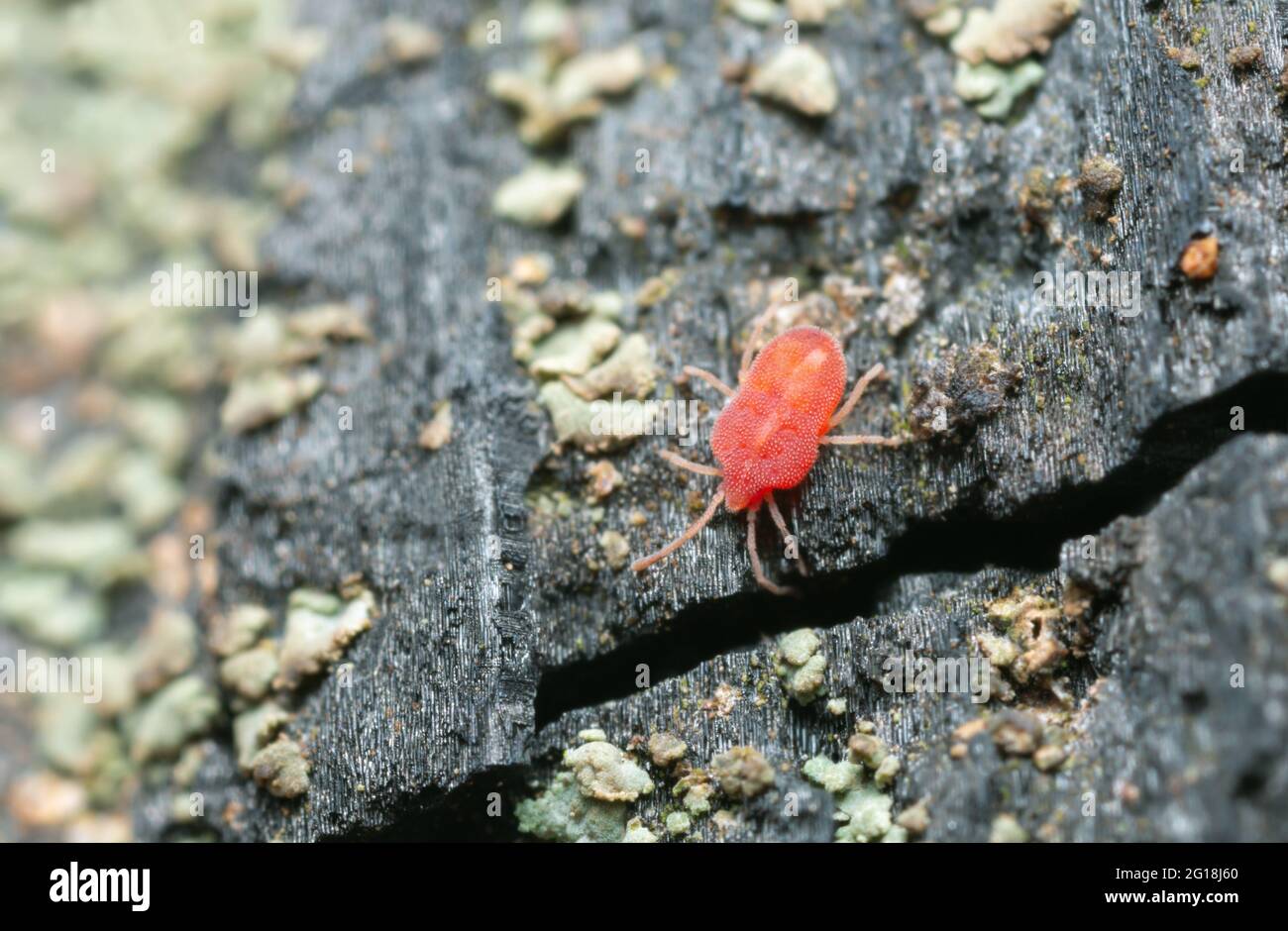 Mite on burnt pine wood photographed with high magnification Stock ...